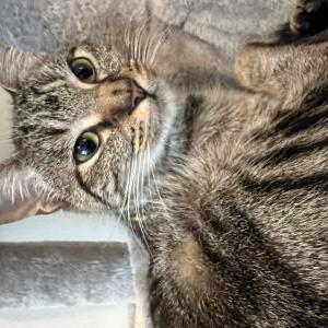 Lost My Kitty - Our Lost Cat Locating Service will Help Find Your Lost ...