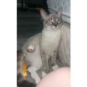 Lost My Kitty - Our Lost Cat Locating Service will Help Find Your Lost ...