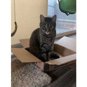 Lost Cats In BROOKFIELD, WI - Lost My Kitty