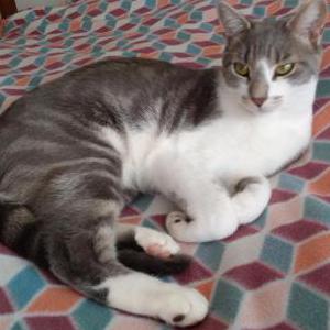 Lost My Kitty - Our Lost Cat Locating Service will Help Find Your Lost ...