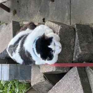 Lost Cats In CALEDONIA, IL - Lost My Kitty