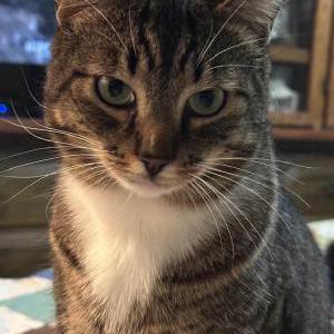 Lost Cats In LONG BEACH, WA - Lost My Kitty